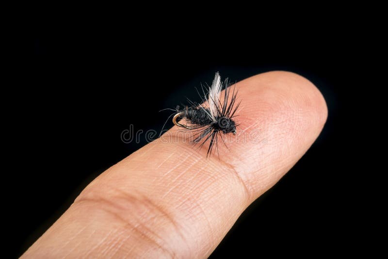 Tiny Fishing Fly on Finger Tip Isolated on Black Stock Photo - Image of ...
