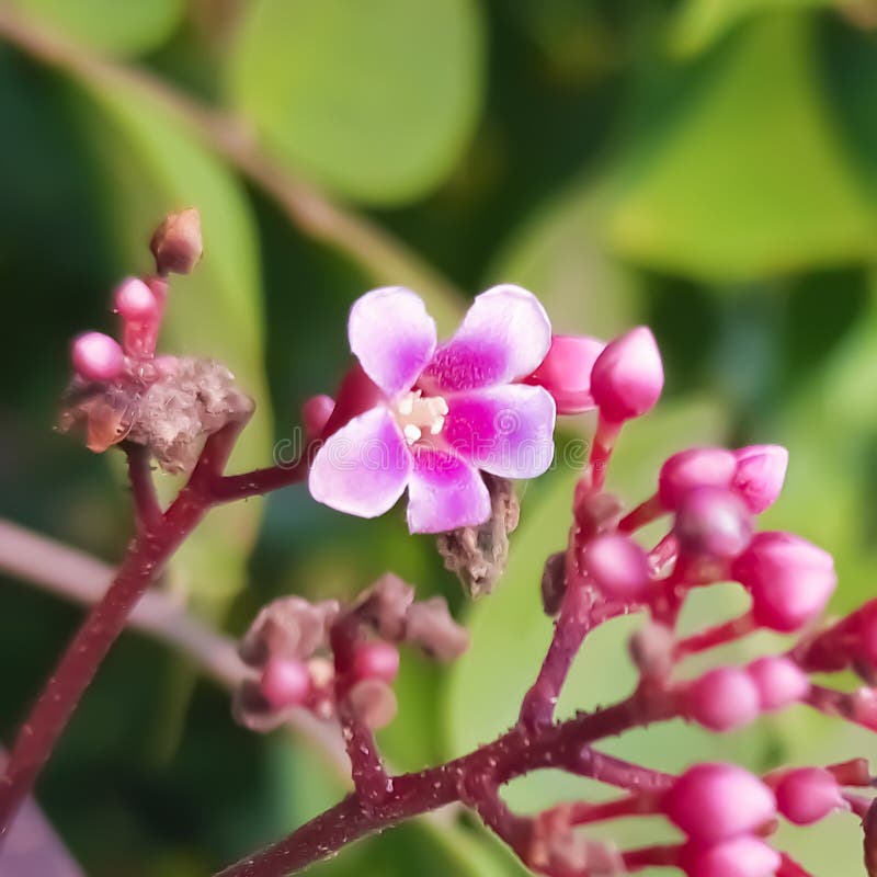 Tiny flower closeup_shots stock image. Image of flower - 166865915