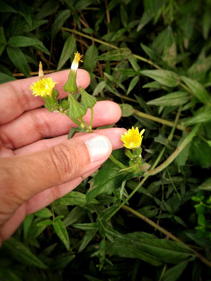 Tiny flower stock photo. Image of hand, tiny, flower - 138658756