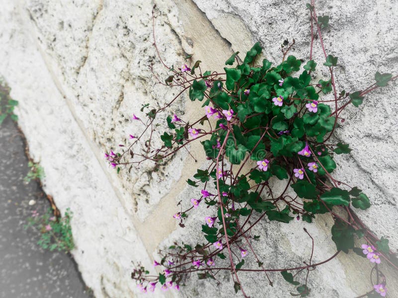 Tiny flower stock photo. Image of tiny, grows, stone - 103073004