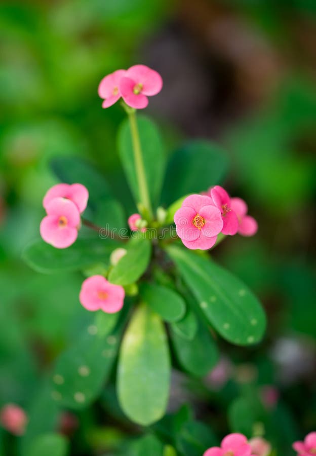 Tiny flowers stock photo. Image of macro, flora, nature - 29252634