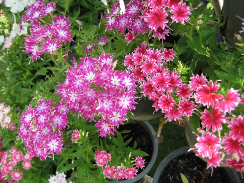 Tiny flowers stock photo. Image of little, park, outdoor - 79967844