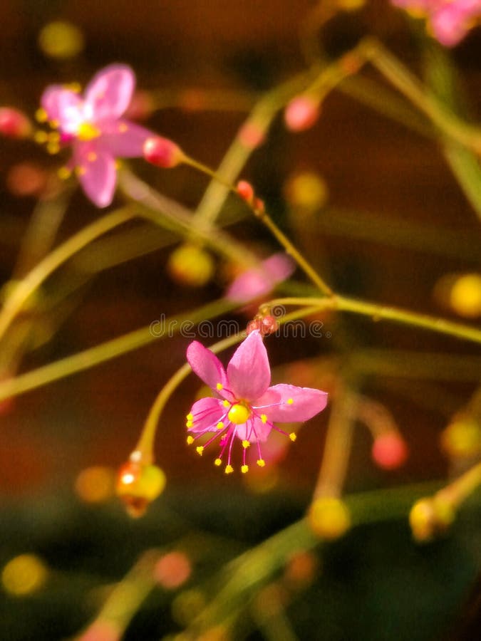 Tiny flowers stock photo. Image of delicate, beds, spontaneous - 199416304