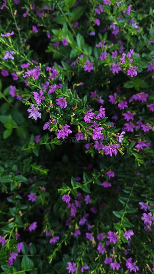 Tiny flowers, purple color stock image. Image of nature - 276208457