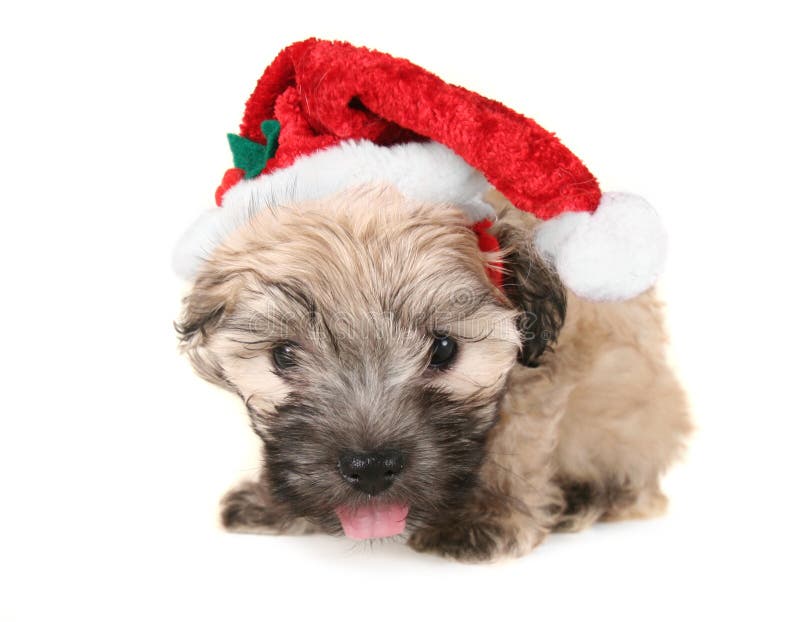 Tiny fluffy puppy stock image. Image of puppy, festive - 19107653