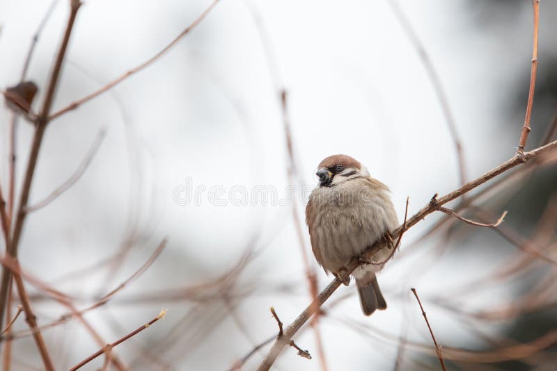 Tiny Fluffy Sparrow Sits on a Branch in the Bushes in the Fall Stock ...