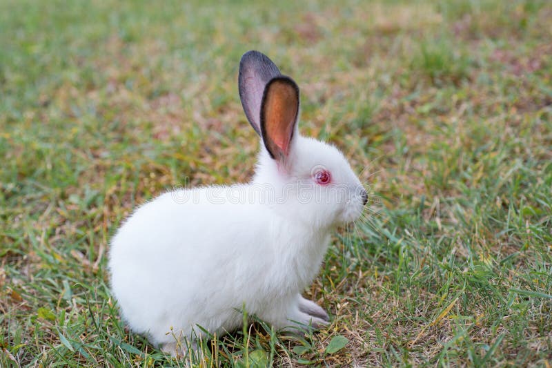 Tiny Fluffy White Rabbit with Red Eyes, Sitting on the Green Grass ...