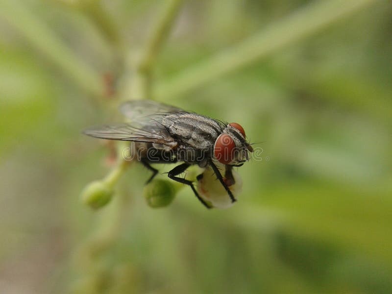 Tiny fly on green plant stock image. Image of color - 208323745