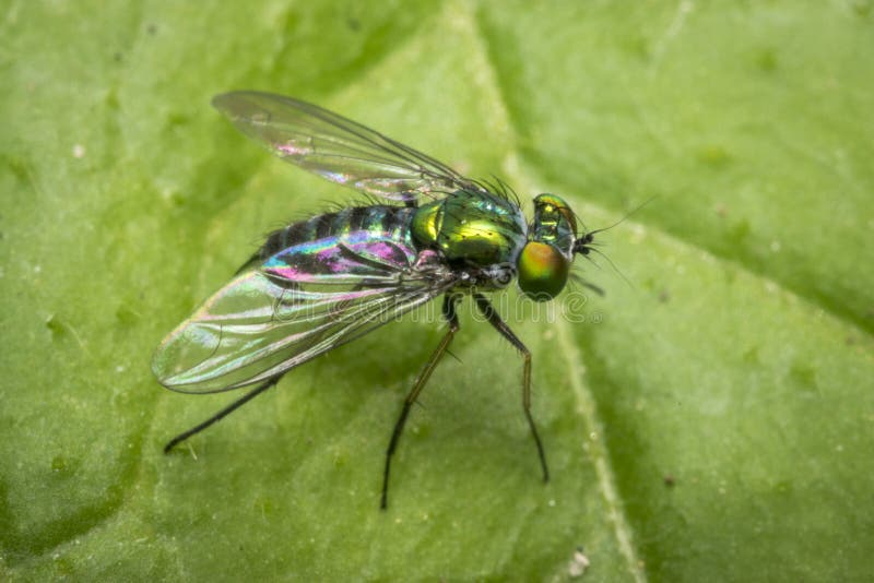 Tiny fly on a leaf stock photo. Image of invertebrate - 94493496