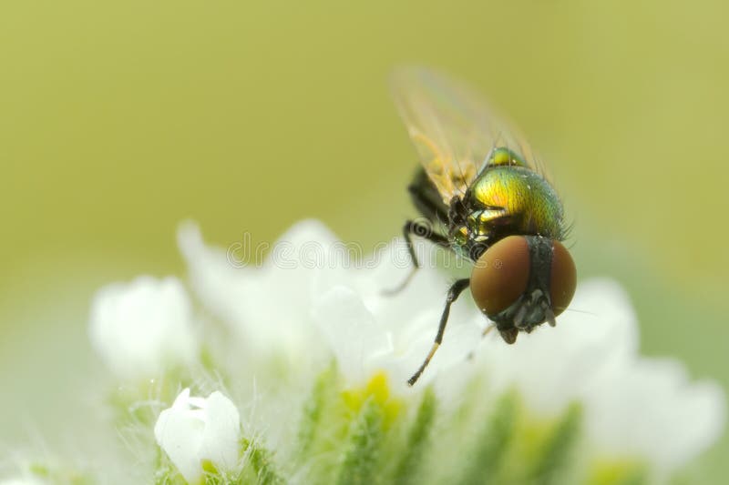 Tiny Fly stock photo. Image of tiny, small, insects, enlarged - 57633844