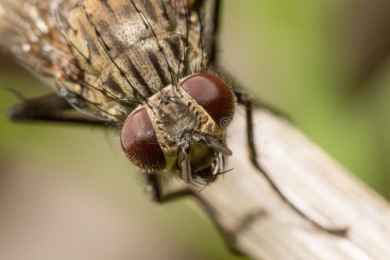 Tiny fly portrait stock photo. Image of fragility, portrait - 90053146
