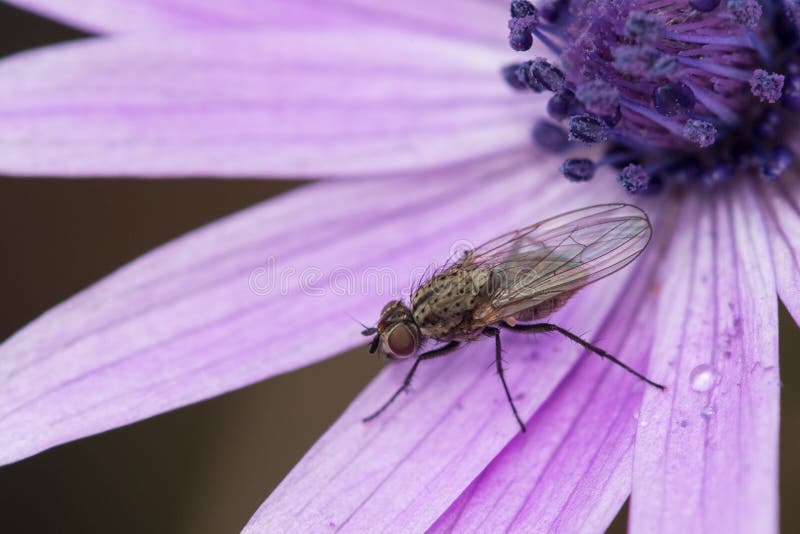 Tiny fly portrait stock photo. Image of portrait, entomology - 90053310