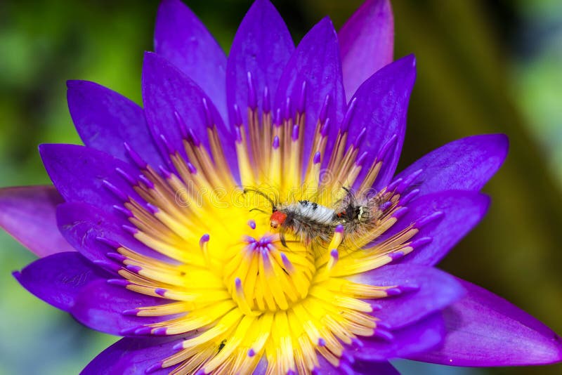 Tiny Fly on Purple Lotus Flower Stock Image - Image of leaf, latin ...