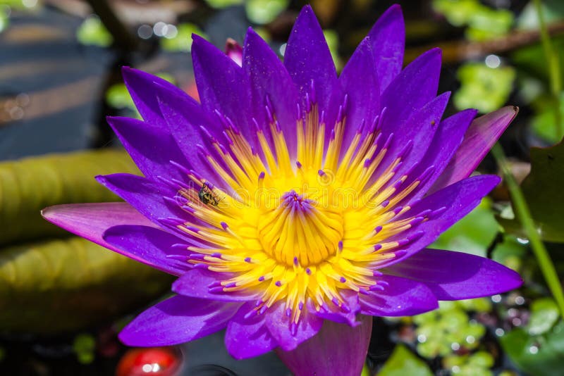 Cute purple lotus flower stock image. Image of blue - 167234293