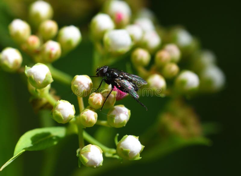 Tiny Fly on Red Spirea Flower Buds. Stock Photo - Image of wildflower ...