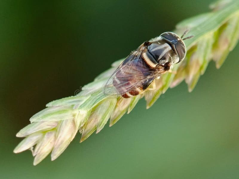 A Tiny Fly Rests Gracefully on a Delicate Grass Spike, Its Striped Body ...