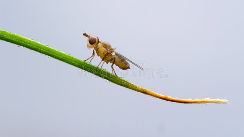 Tiny fly up close stock image. Image of close, tiny - 231840487
