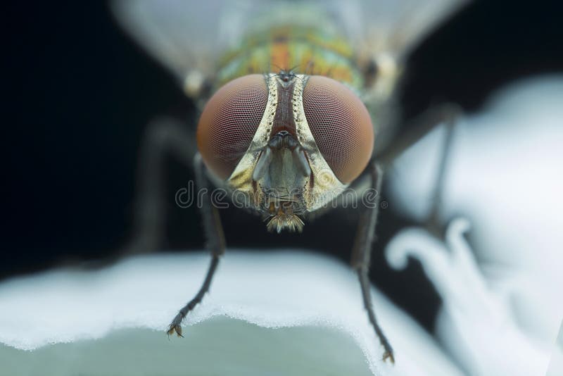 Tiny fly up close stock photo. Image of close, nature - 231840484