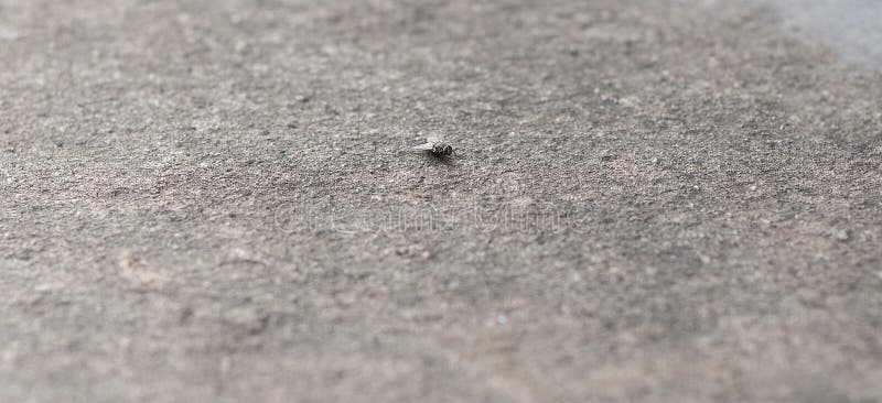 A Tiny Fly on a Wide Stone Texture Background, a Grey Rock Texture and ...