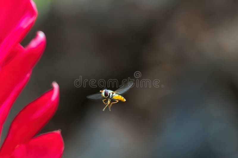 Tiny Flying Insect in Flight Alongside a Red Ginger Flower. Stock Image ...