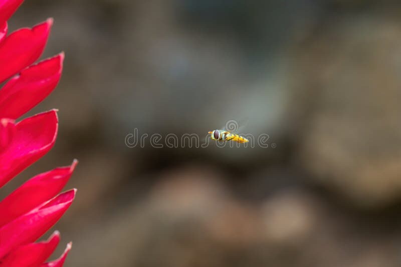 Tiny Flying Insect in Flight Alongside a Red Ginger Flower. Stock Photo ...