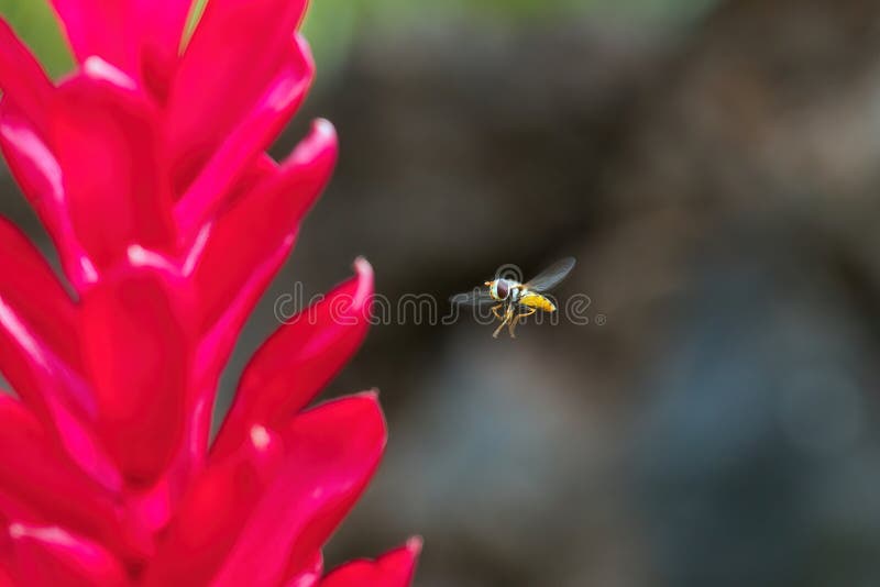 Tiny Flying Insect in Flight Alongside a Red Ginger Flower. Stock Image ...