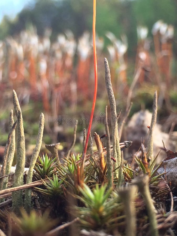 Tiny forest stock image. Image of tiny, forest, meditation - 100738415