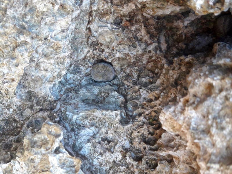 Tiny Fossilized Shell Nestled within a Rough Textured Rock Crevice ...
