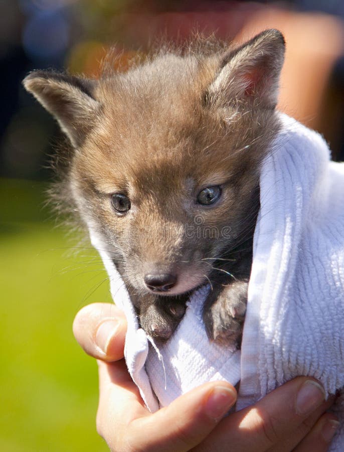 Tiny red fox cub stock image. Image of eurasian, cute - 104837391