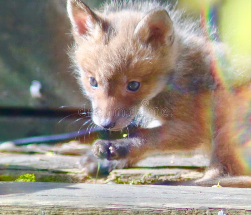 A tiny fox cub playing. stock photo. Image of alert - 245219088