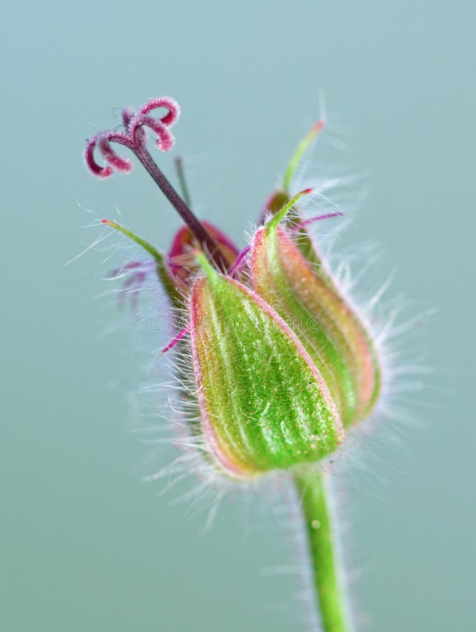 Tiny fragile flower stock image. Image of garden, blossom - 43181599
