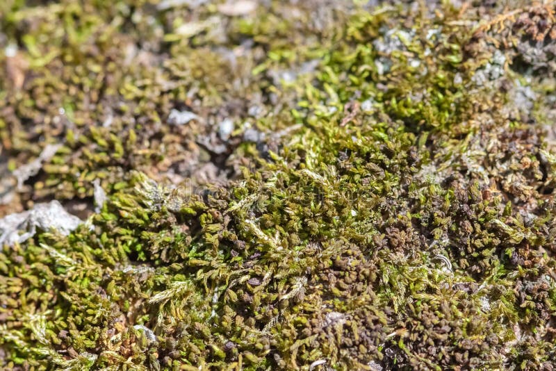 Tiny Fresh Green Moss on Wooden Tree Macro Stock Photo - Image of ... Tiny Fresh Green Moss on Wooden Tree Macro Stock Photo - Image of ...