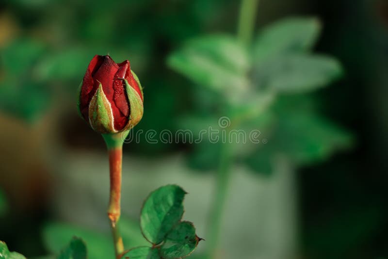Tiny Fresh Red Rose Buds in Selective Focus on a Garden Stock Photo ...