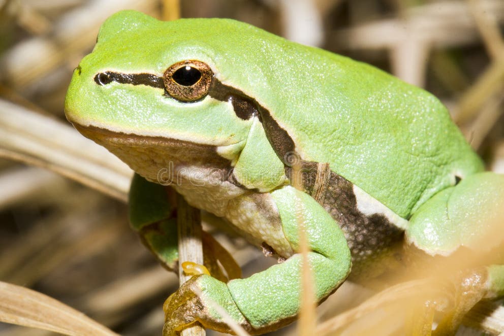 Tiny frog stock image. Image of countryside, haunches - 71440321