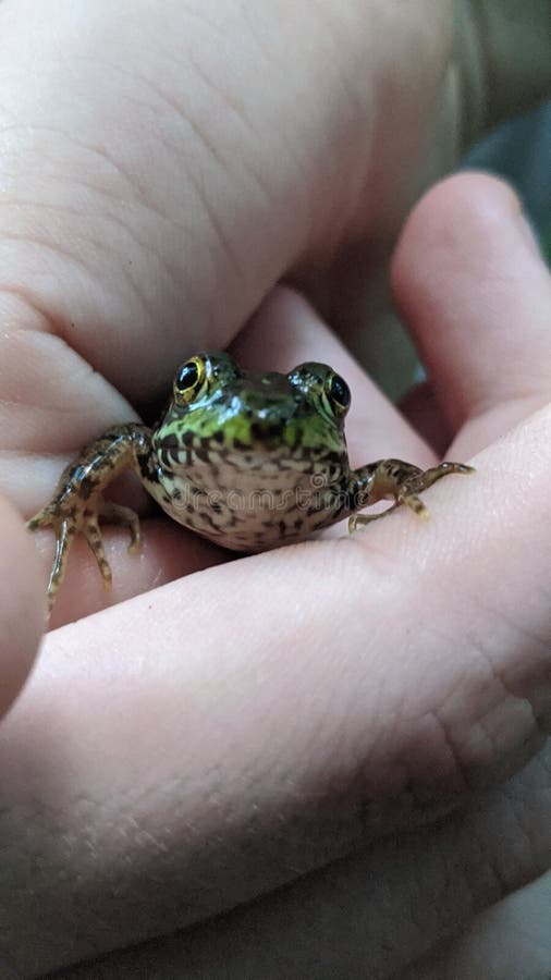 Tiny frog being held stock image. Image of green, lizard - 242097845