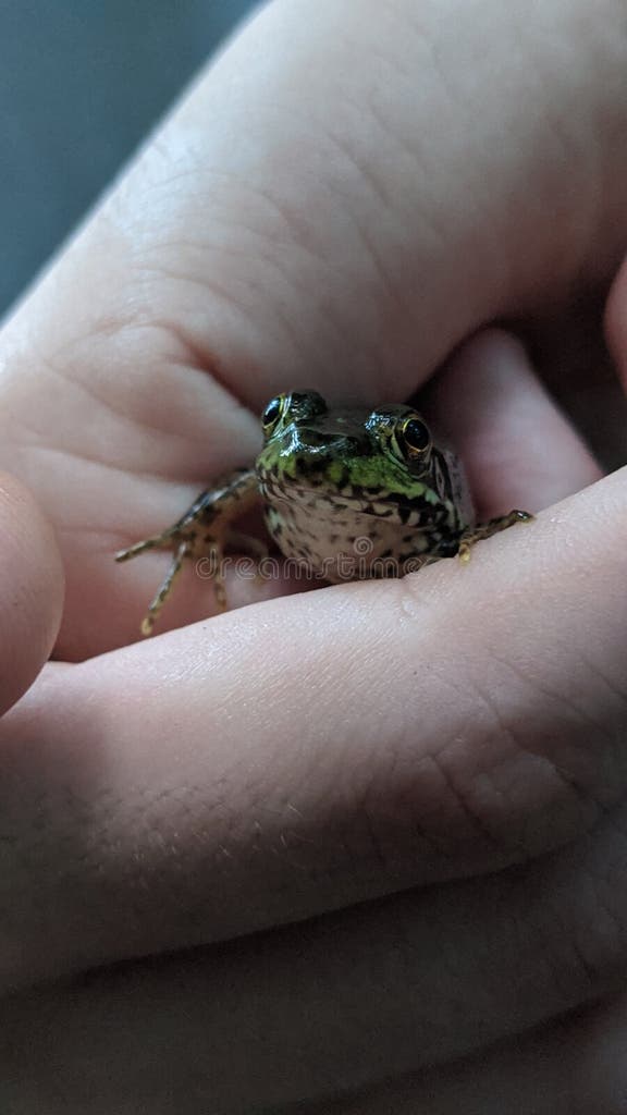 Tiny frog being held stock photo. Image of held, amphibian - 242097842
