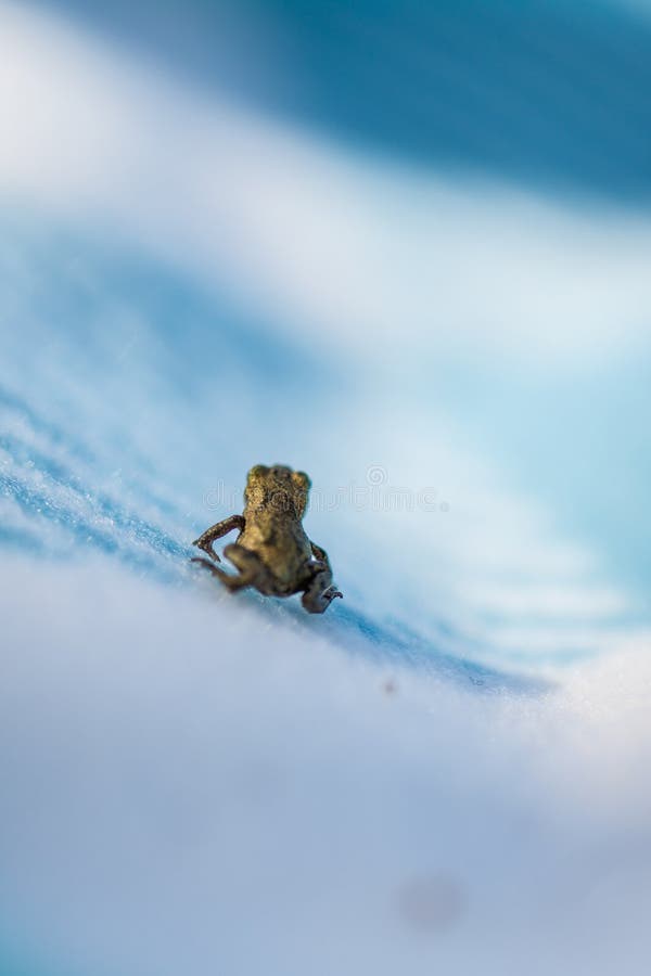 Tiny Frog on Blue and White Soft Surface.. Stock Image - Image of blue ...