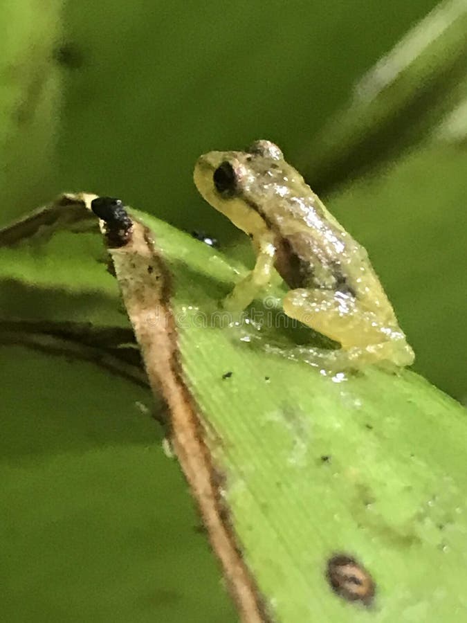Tiny Frog Living in a Tropical Forest Bromeliad Stock Image - Image of ...