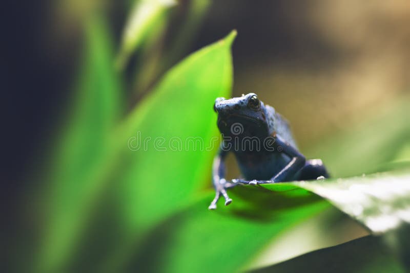 Tiny frog perched on leaf stock image. Image of environment - 70819311