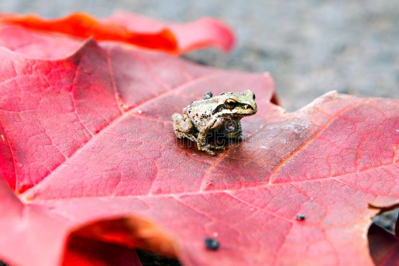 Tiny frog on a red leaf stock image. Image of tiny, sitting - 80113473