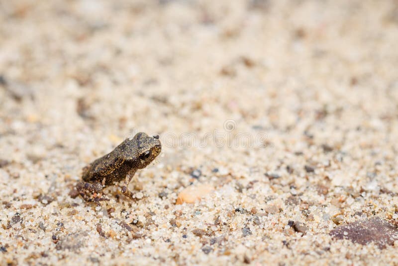 Tiny frog on sand stock photo. Image of amphibian, sand - 76465504 Tiny frog on sand stock photo. Image of amphibian, sand - 76465504