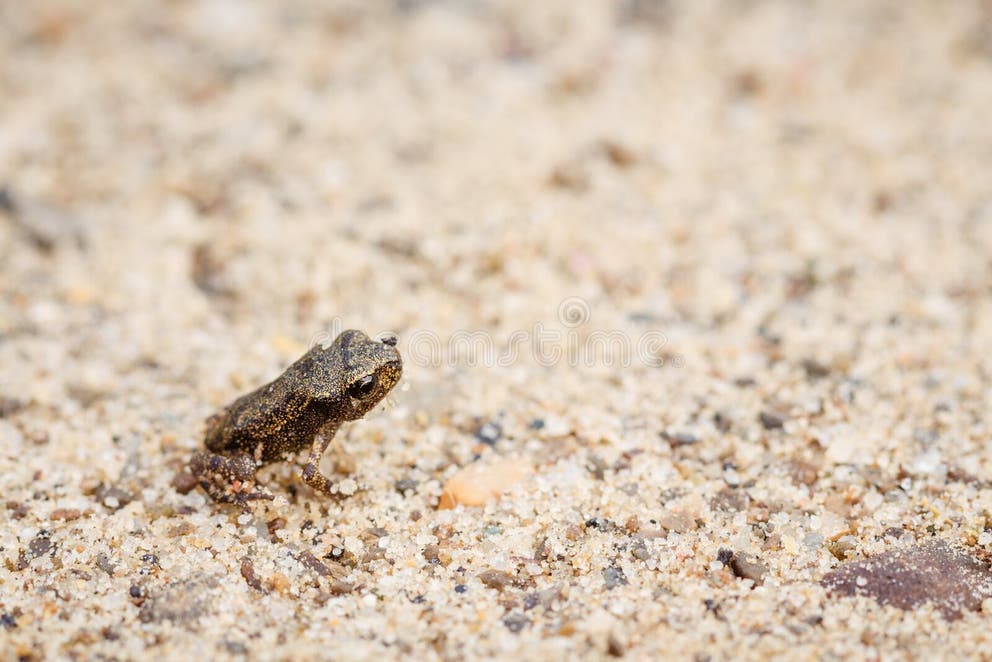 Tiny frog on sand stock photo. Image of amphibian, sand - 76465504