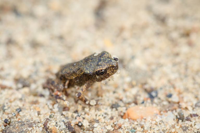 Tiny frog on sand stock image. Image of frog, slimy, brown - 76465761