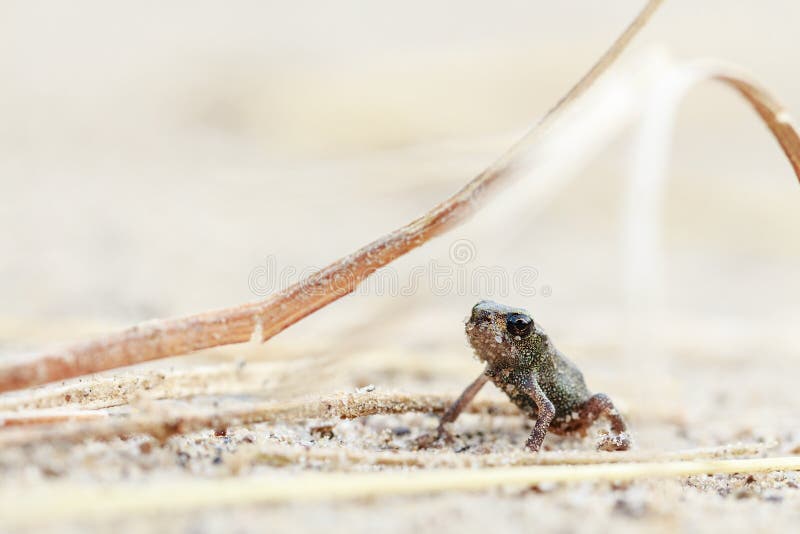 Tiny frog on sand stock image. Image of outdoors, animal - 76465937