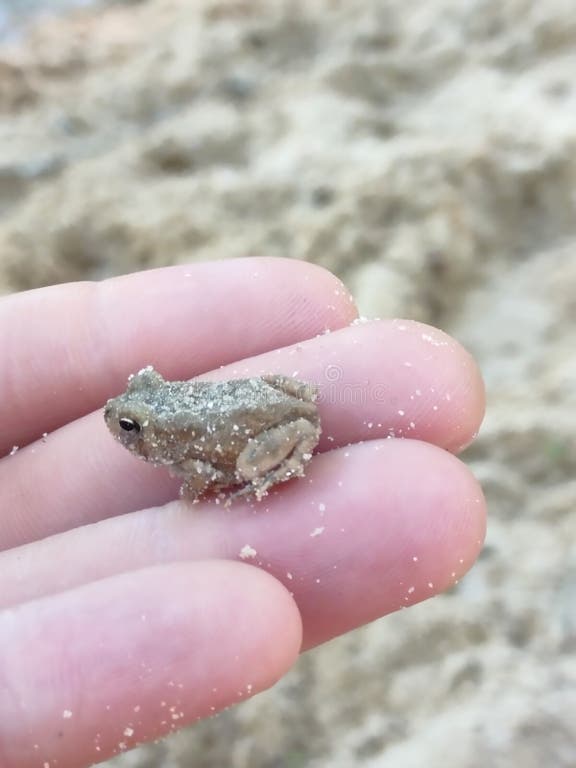 Tiny Frog from the Sand stock photo. Image of frog, tiny - 224322836