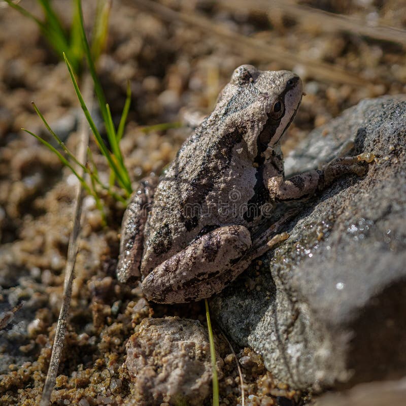 Tiny Frog Sits Camouflaged on a Rock beside a Stream Stock Image ...