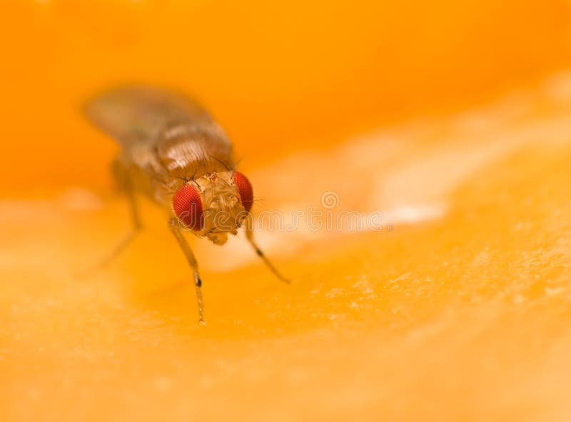 Fruit fly eye close up stock photo. Image of microscope - 29981812