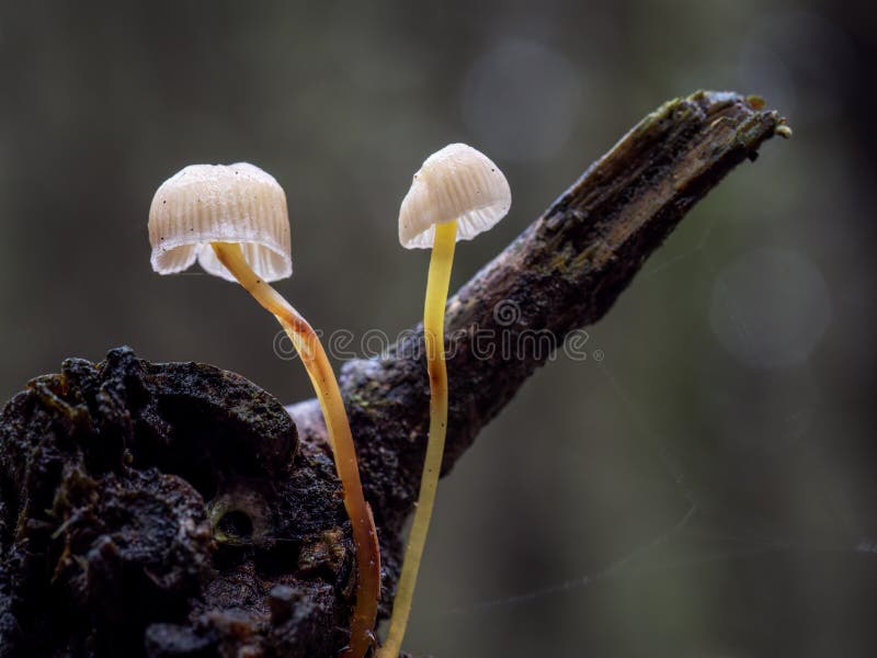 Tiny Fungi, Mushrooms on Twig, Nature Macro. Stock Photo - Image of ...