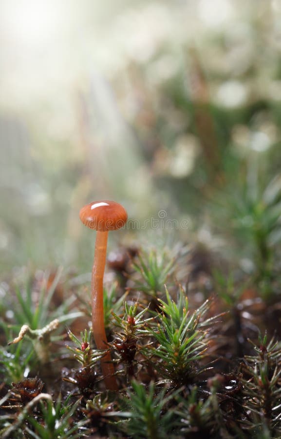 Tiny fungi after rain stock image. Image of dewdrop - 183141901