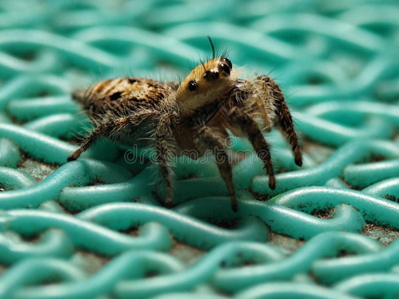 Tiny, Furry Jumping Spider with Big Eyes, Curiously Exploring a ...